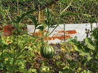 Growing Watermelons - How To Grow Watermelon Plants From Seed