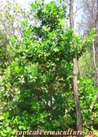 Growing Cashews, How To Grow Cashew Trees, Nuts And Apples