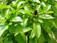 Growing Basil: How To Grow Basil In Your Permaculture Garden