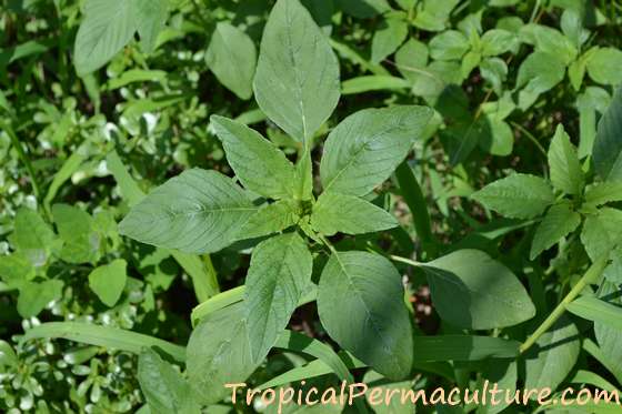 Growing Amaranth Plants, Grain and Leaves as Food