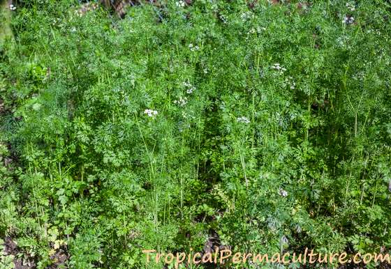 Growing Coriander: How To Grow Coriander From Seed, To Harvest Seeds